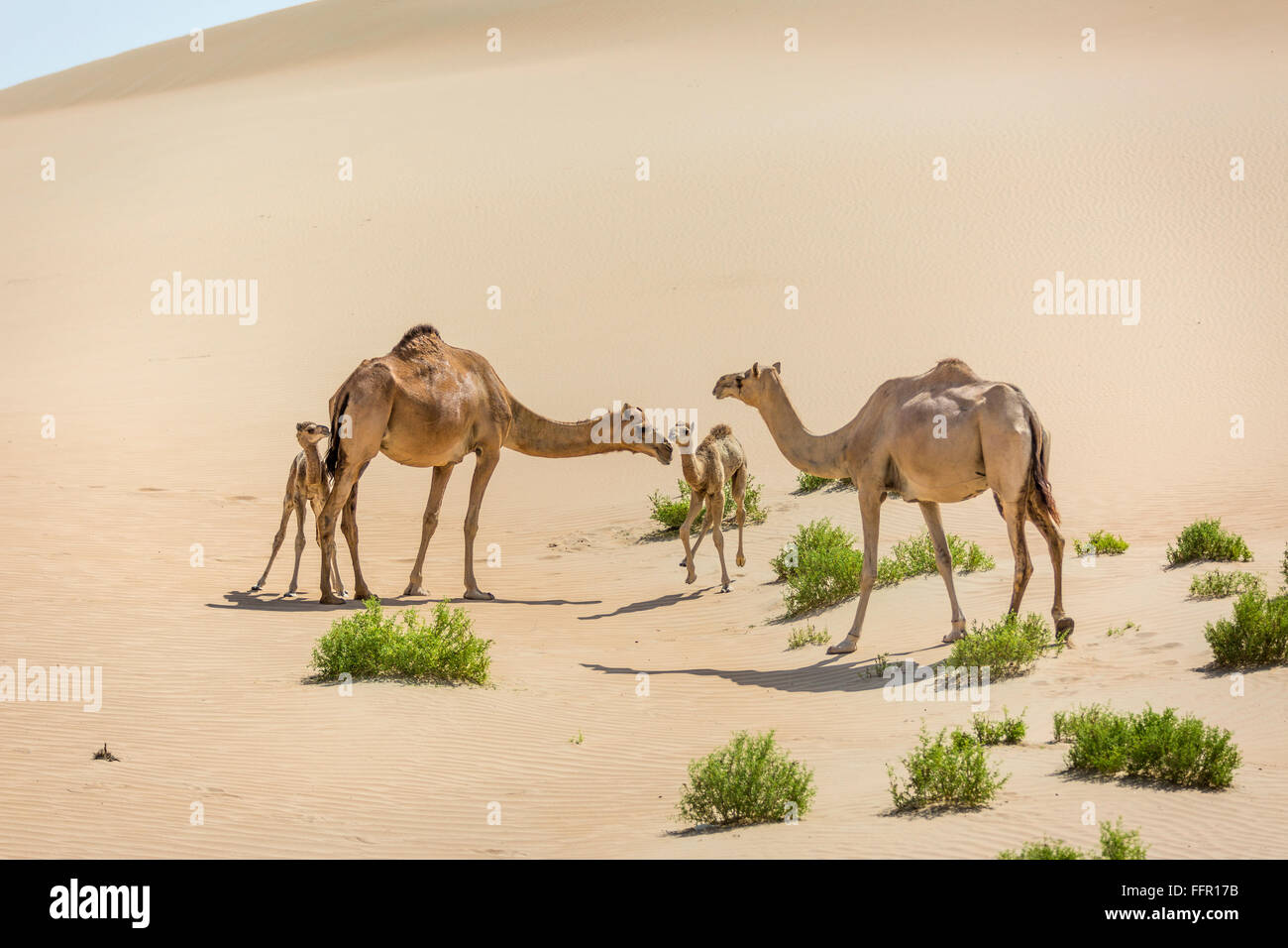 Dromedaries (Camelus dromedarius) with young in sand dunes, Rub' al ...