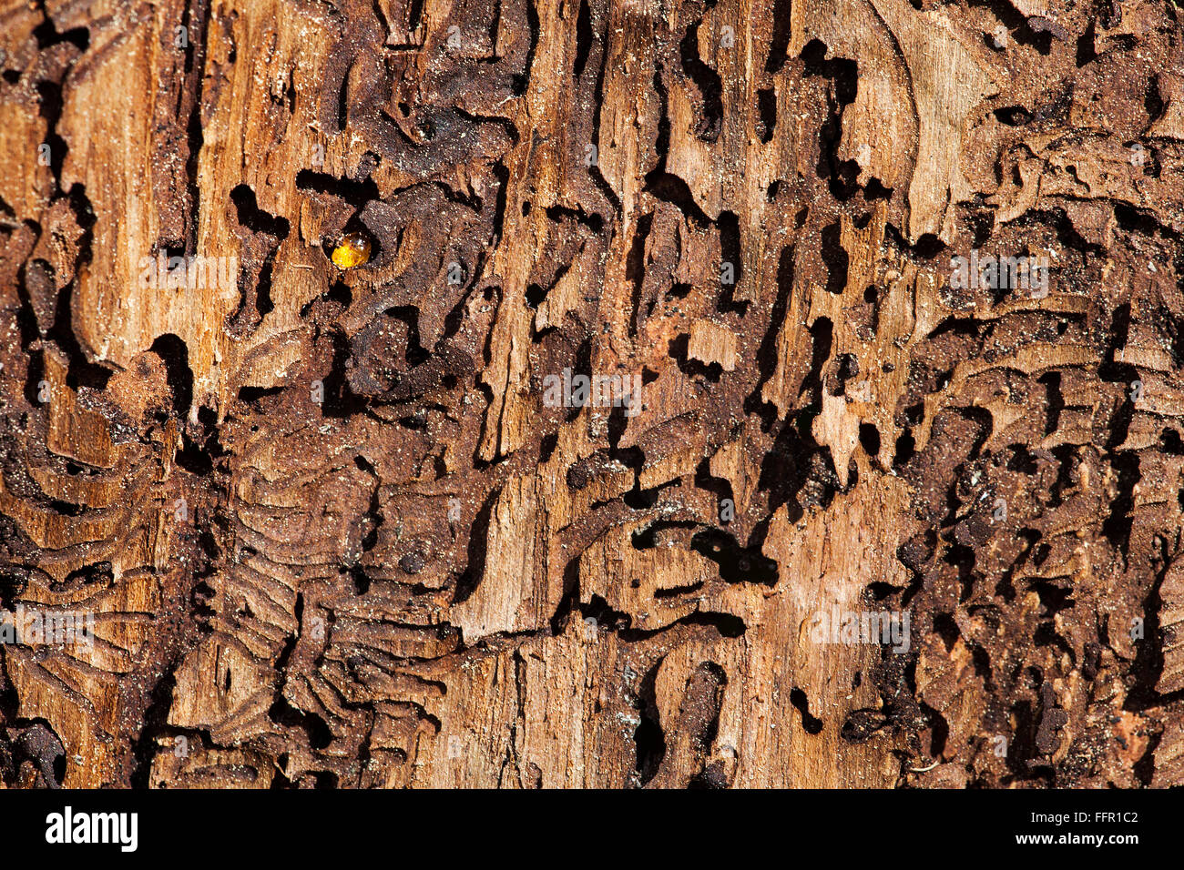 Spruce bark with feeding track from the bark beetle (Ips typographus ...