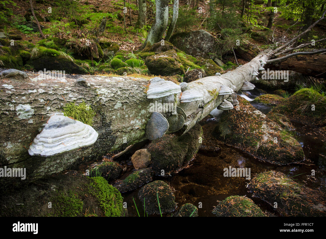 Fallen dead tree with tree sponges above the Kleine Ohe creek, Bavarian ...