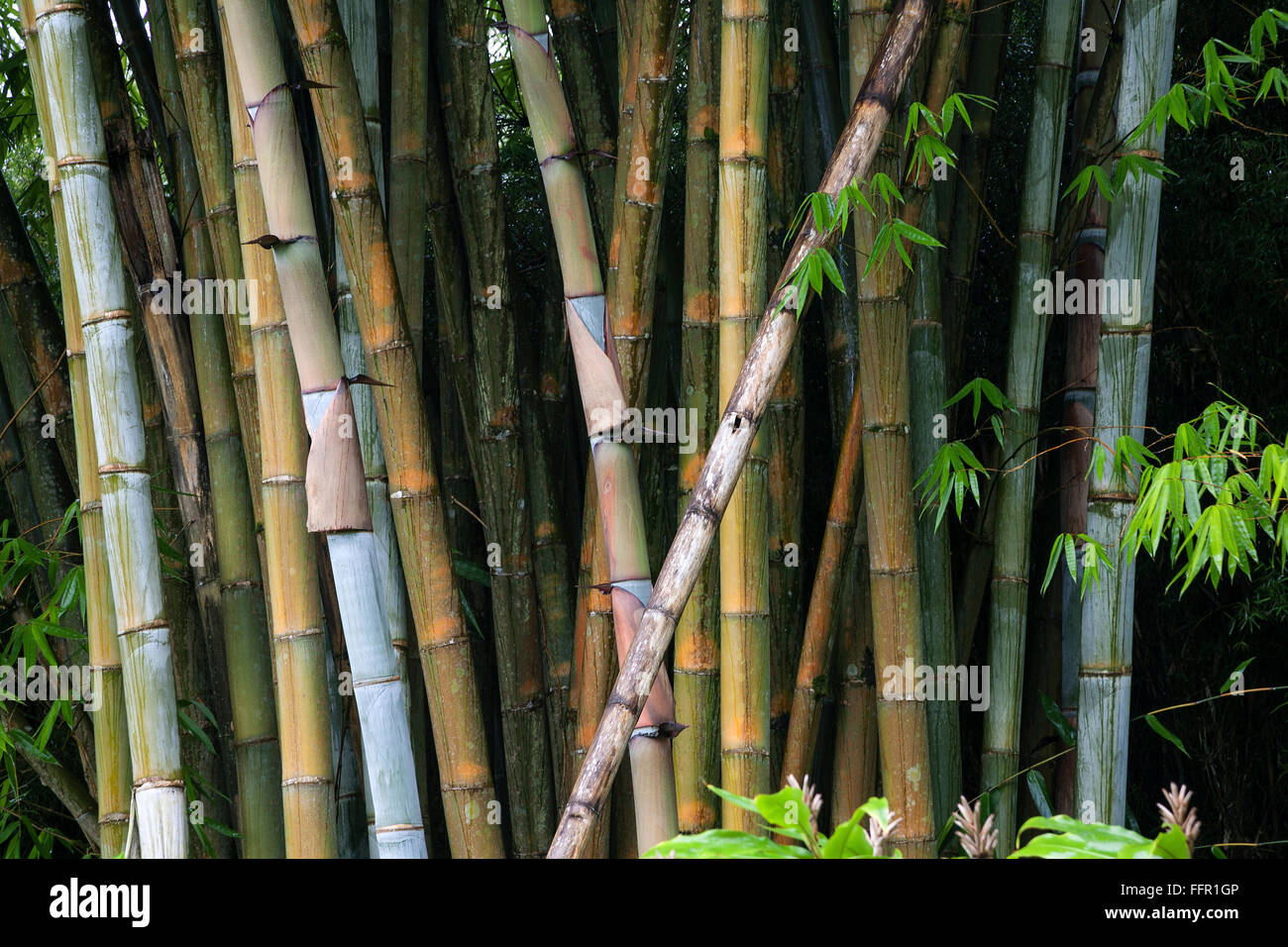 Bambusoideae hi-res stock photography and images - Alamy