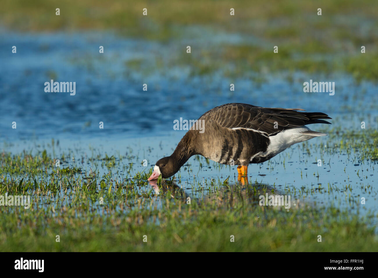 Greater white-fronted goose (Anser albifrons) dabbling, Texel, North ...