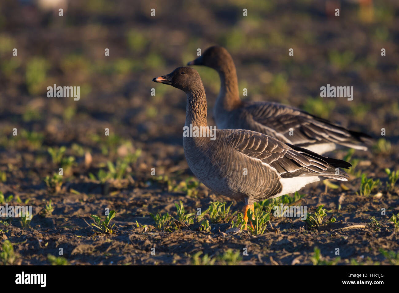 Bean geese (Anser fabalis) in field, Texel, North Holland, Netherlands ...