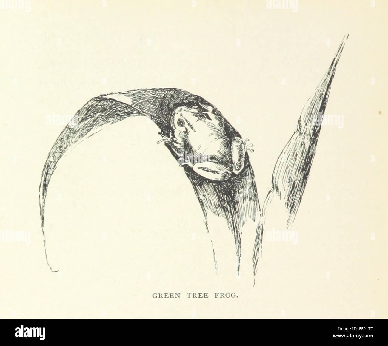 This illustrated book provides a glimpse into the daily life on a Doge ...