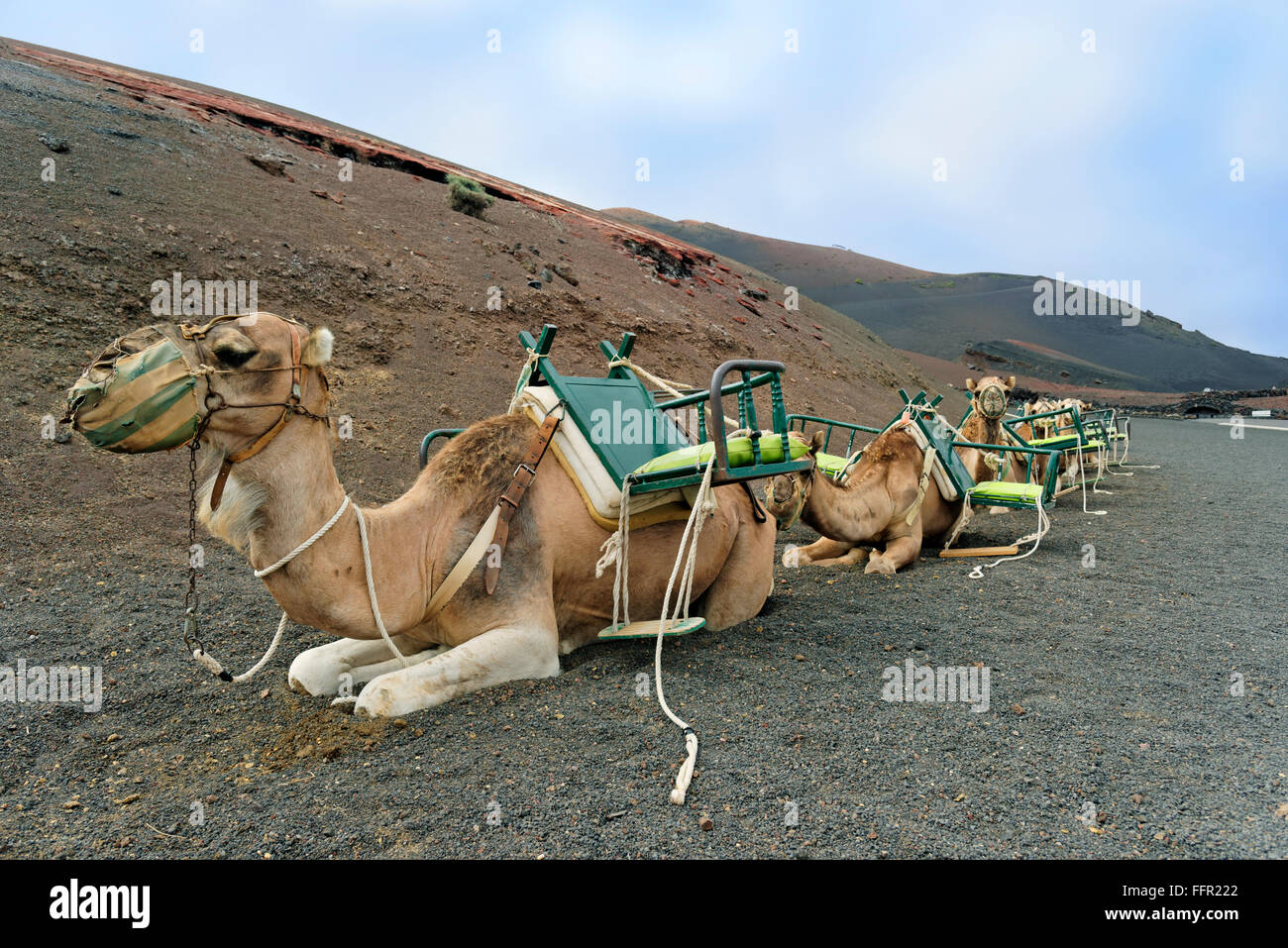 Camel riding, dromedaries (Camelus dromedarius) waiting for tourists ...