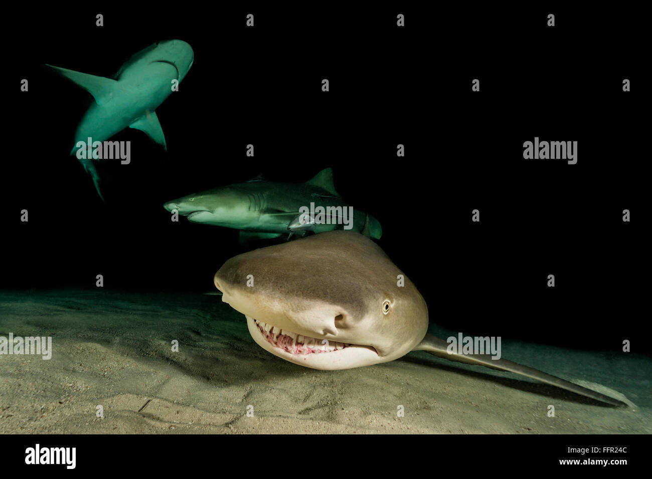 Lemon shark hi-res stock photography and images - Alamy