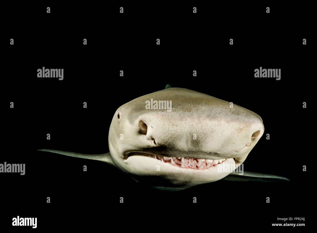 Nightdive, lemon shark (Negaprion brevirostris) frontal, night ...
