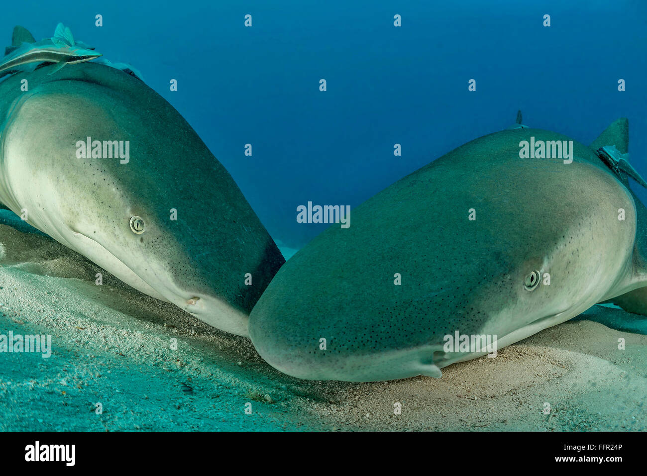Lemon sharks (Negaprion brevirostris) on the seabed, portrait, Tiger ...