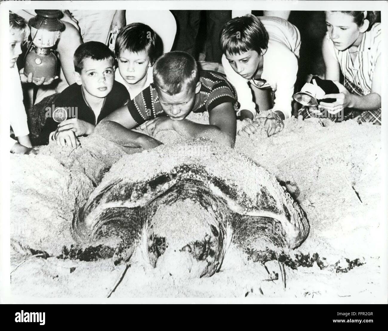 Loggerhead sea turtle pictures hi-res stock photography and images - Alamy