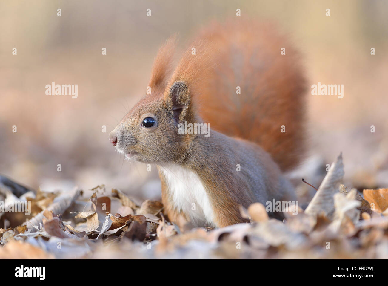 Eurasian red squirrel (Sciurus vulgaris) sitting in old autumn leaves ...