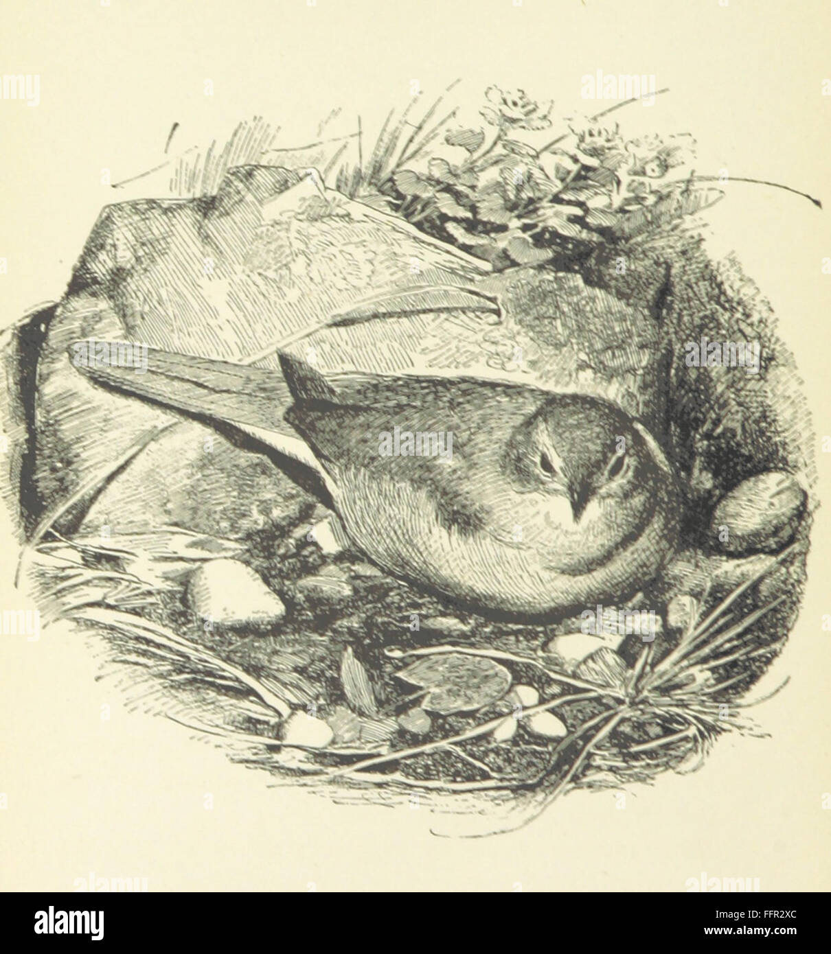 'A Story of Wings' is a vintage book that narrates a compelling tale of ...