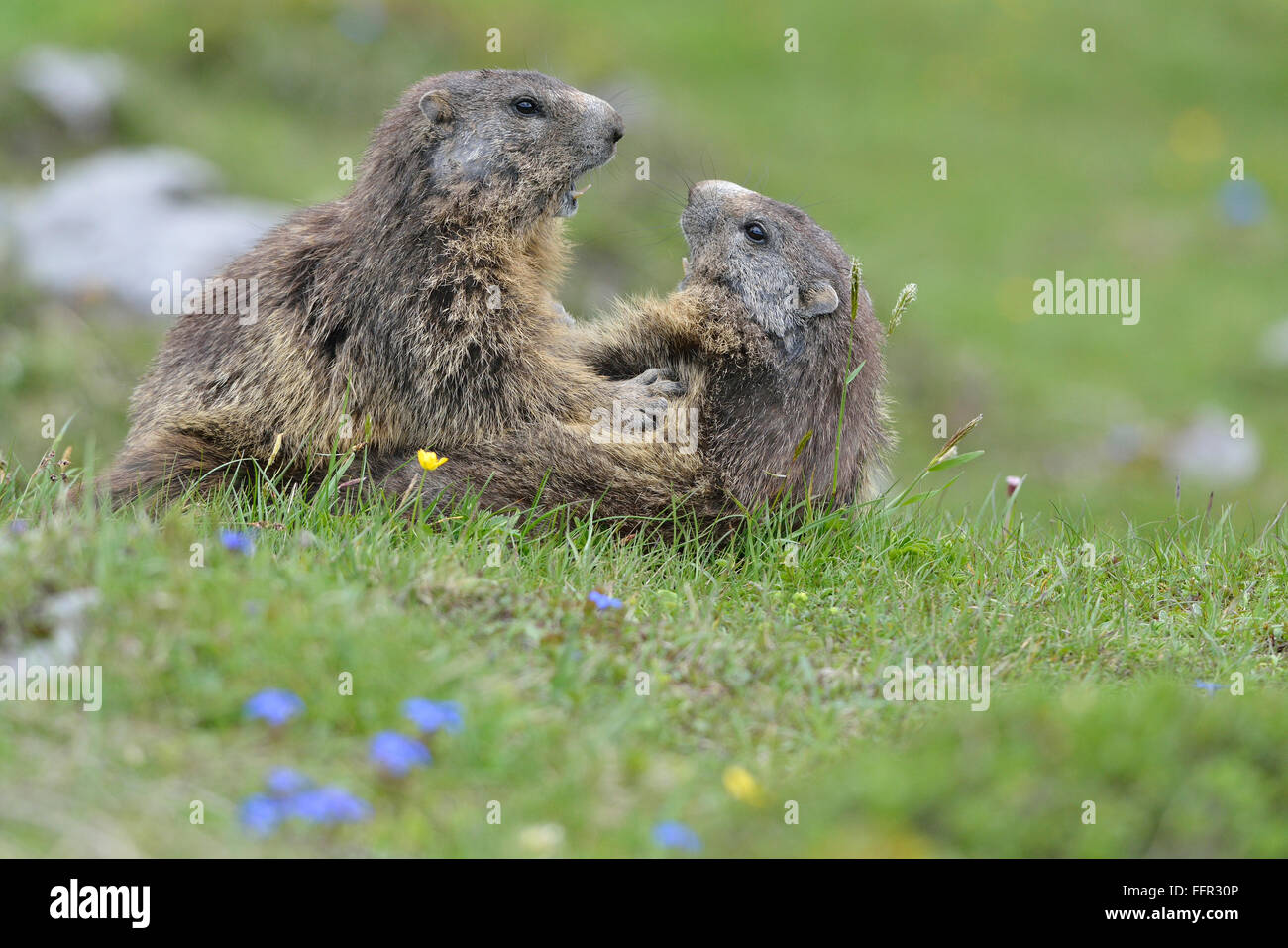 Two alpine marmots (Marmota marmota) fighting, Dachstein Salzkammergut, Austria Stock Photo - Alamy