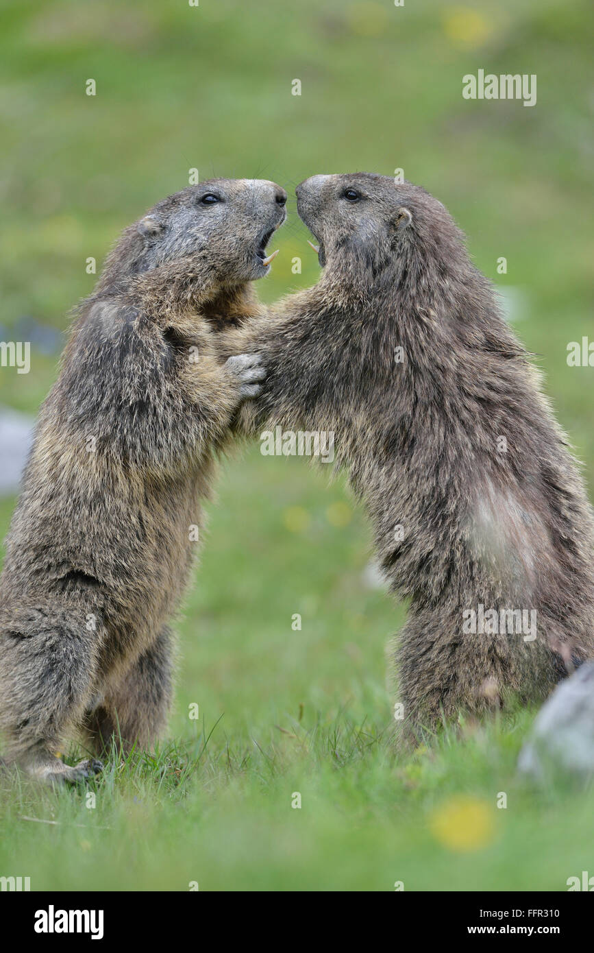 Two alpine marmots (Marmota marmota) fighting, Dachstein Salzkammergut, Austria Stock Photo - Alamy