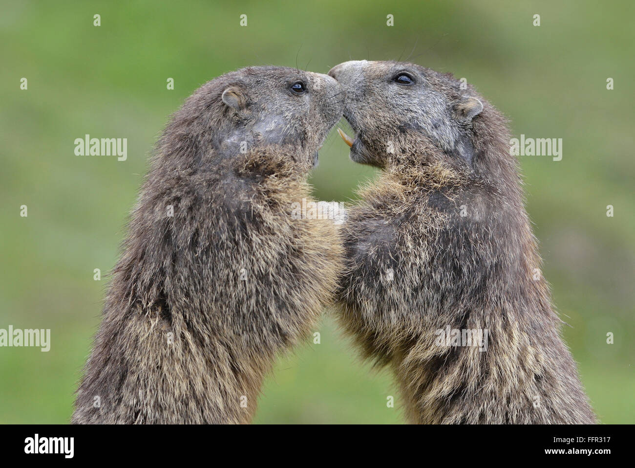 Two alpine marmots (Marmota marmota) fighting, Dachstein Salzkammergut, Austria Stock Photo - Alamy