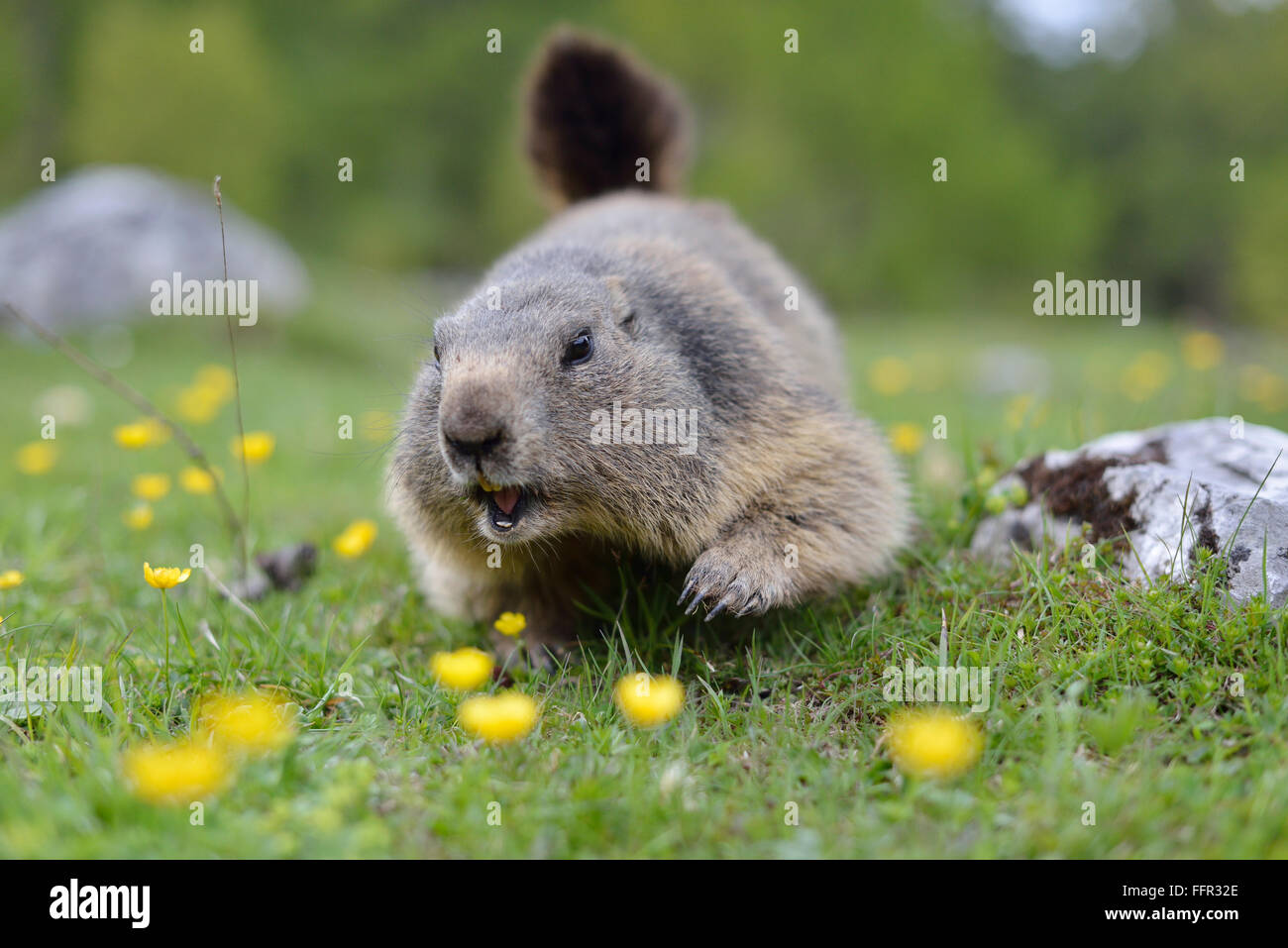 Alpine marmot (Marmota marmota) running through alpine meadow ...