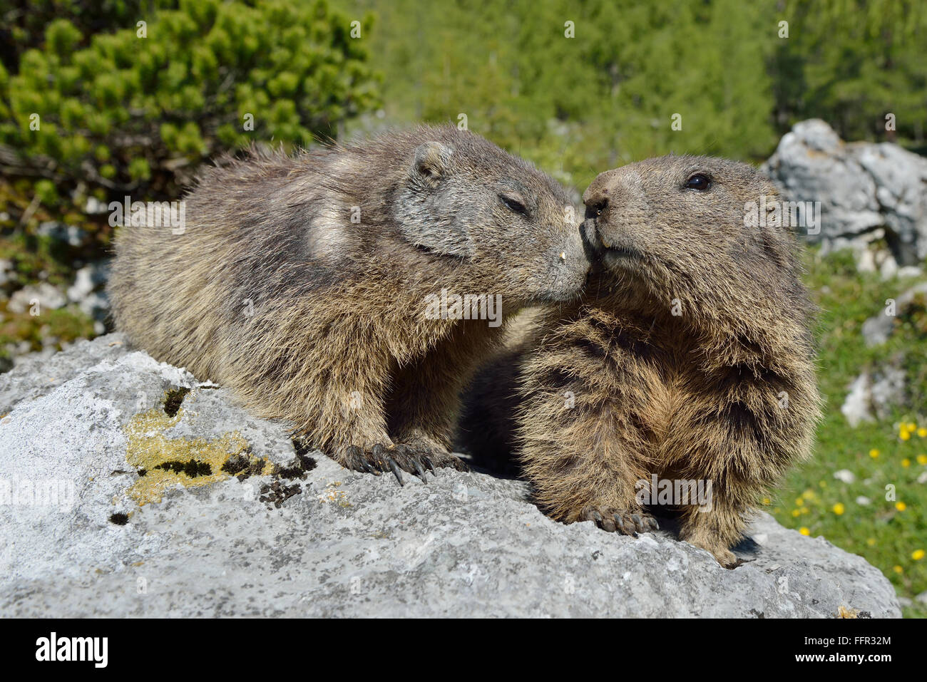 Alpine marmots (Marmota marmota) sitting on rock, sniffing each other, Dachstein Salzkammergut ...