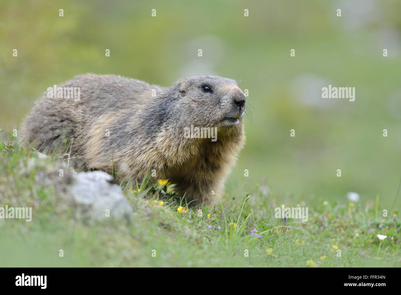 Alpine marmot (Marmota marmota) on alpine meadow, Dachstein ...
