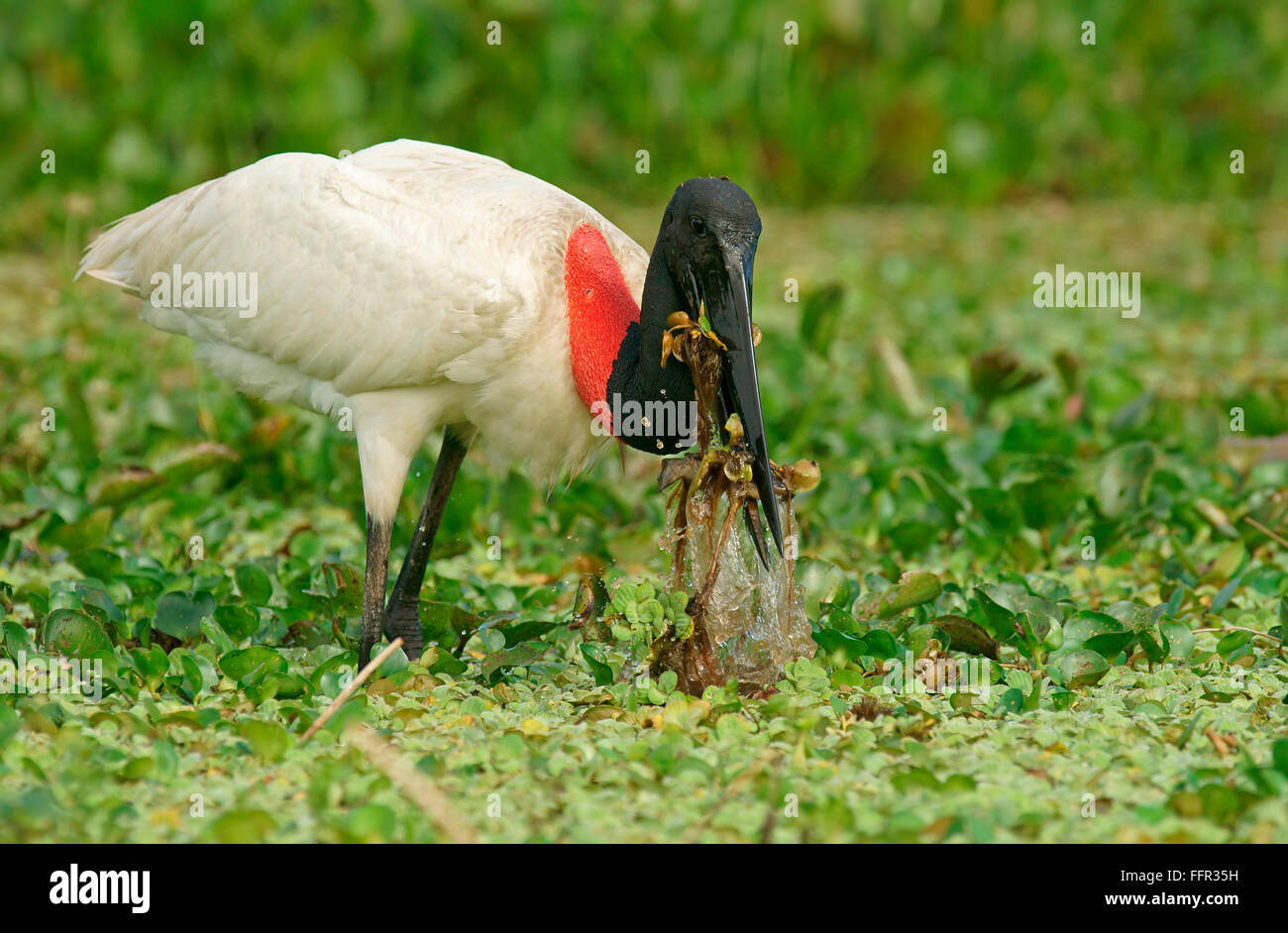Jabiru Jabiru Mycteria Feeding Pantanal Mato Grosso Brazil Stock