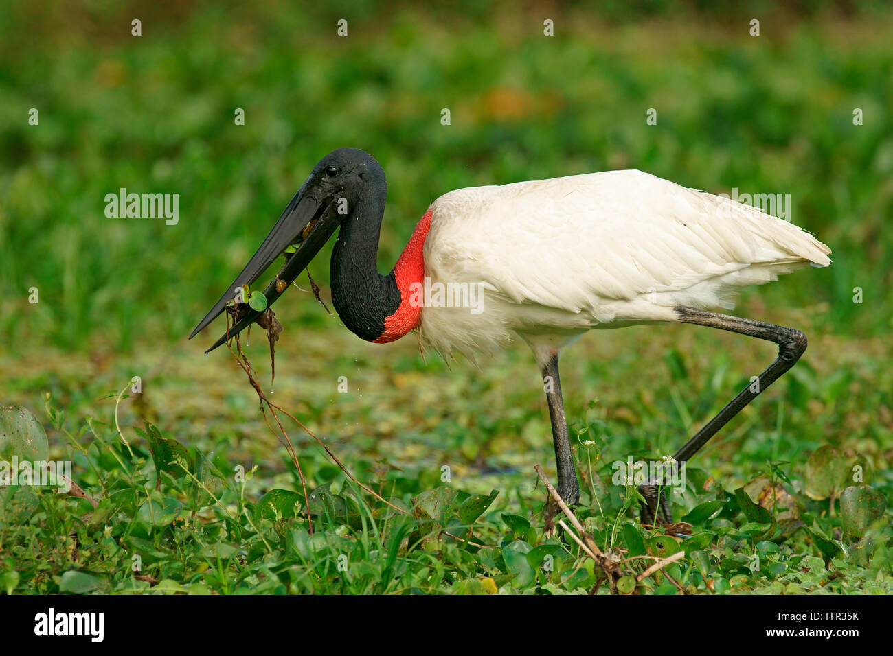 Jabiru (Jabiru mycteria), feeding, Pantanal, Mato Grosso, Brazil Stock ...