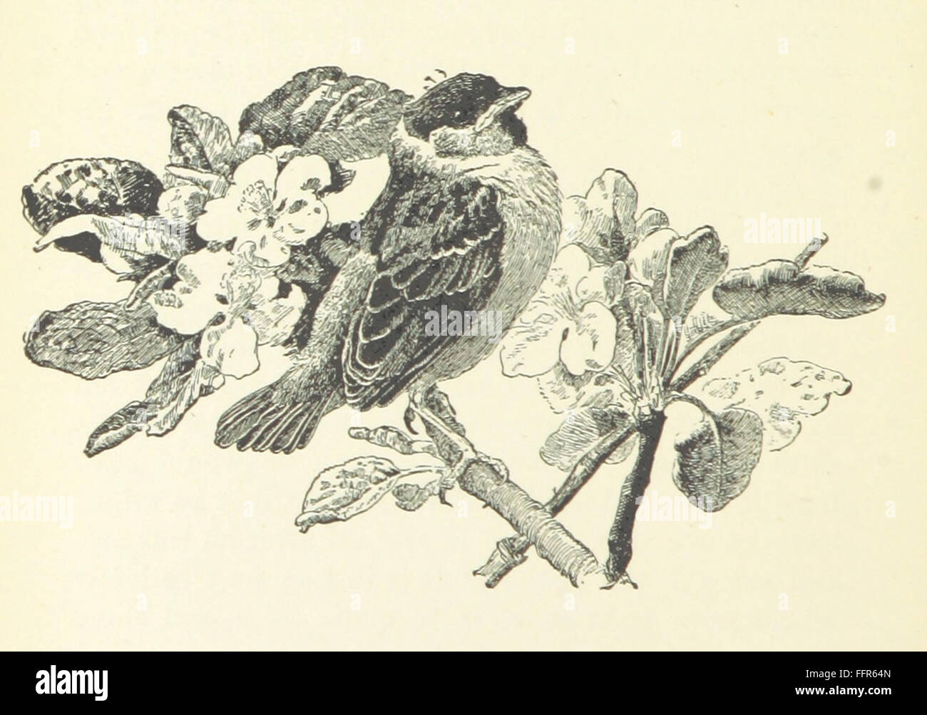 A vintage book recounting the story of flight and the development of ...