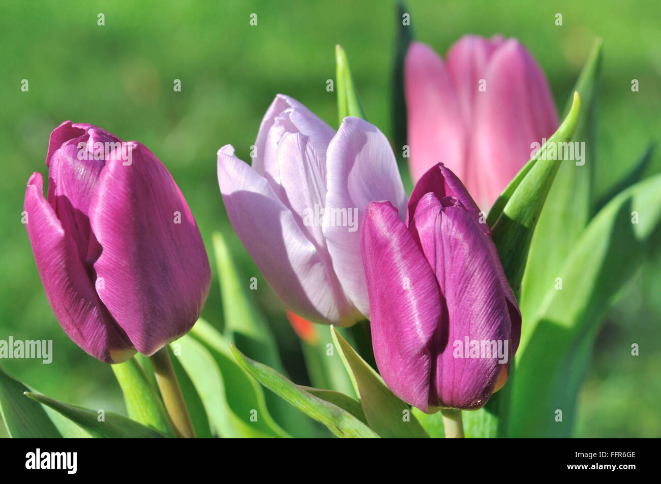 Pink tulips spring flowers hi-res stock photography and images - Alamy