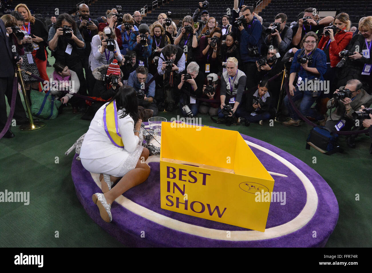 New York, USA. 16th February, 2016. C.J., a German shorthaired pointer ...