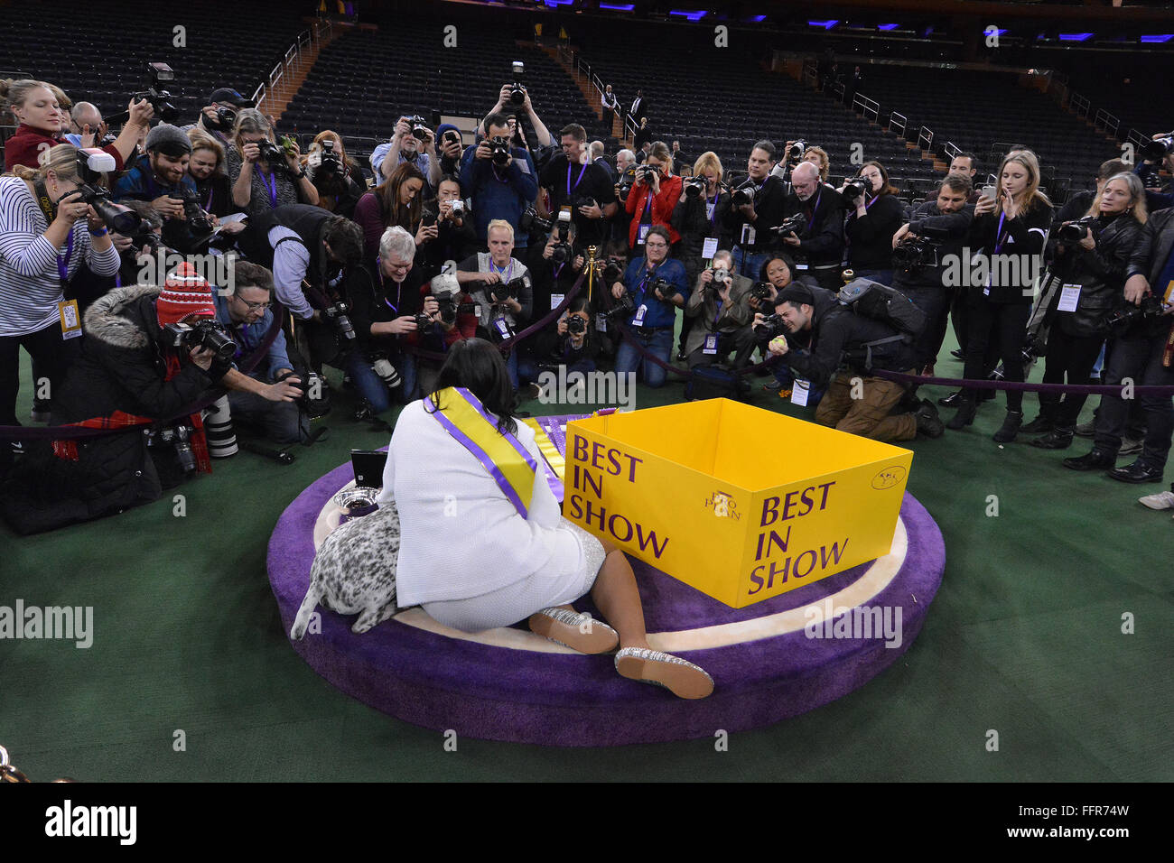 New York, USA. 16th February, 2016. C.J., a German shorthaired pointer ...