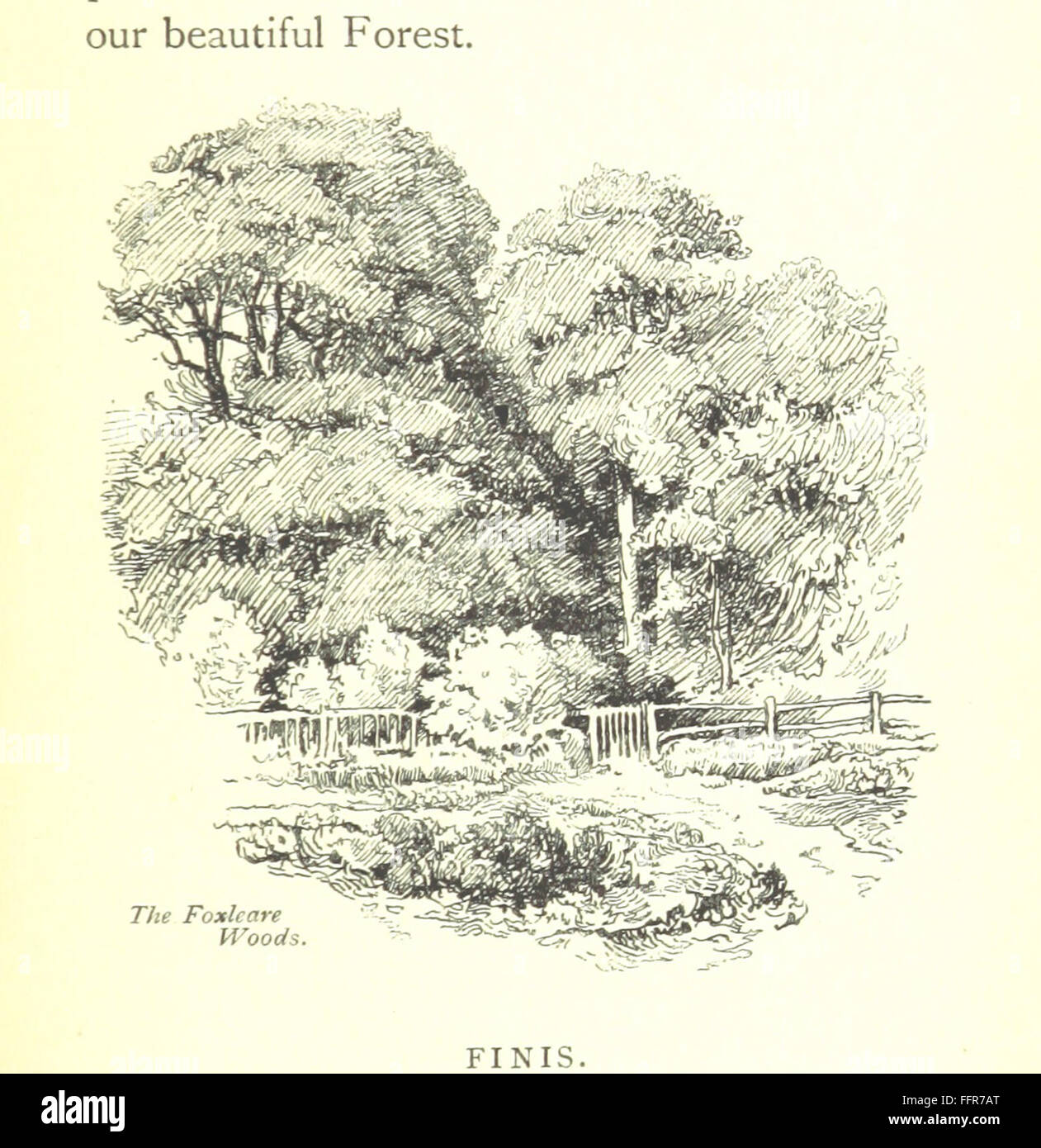 'The New Forest' explores the traditions, inhabitants, and customs of ...
