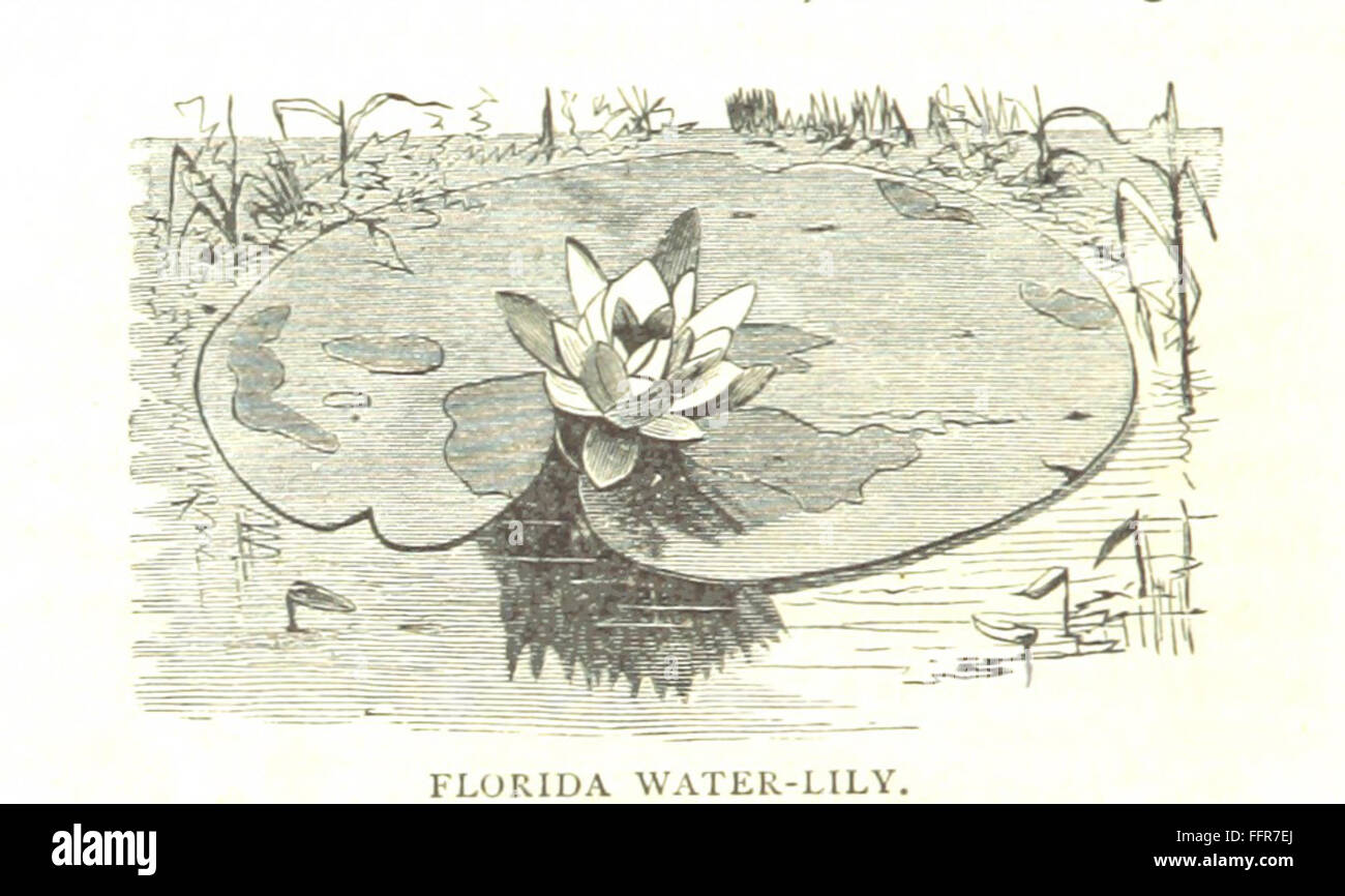 This book provides a detailed exploration of Florida's natural scenery ...