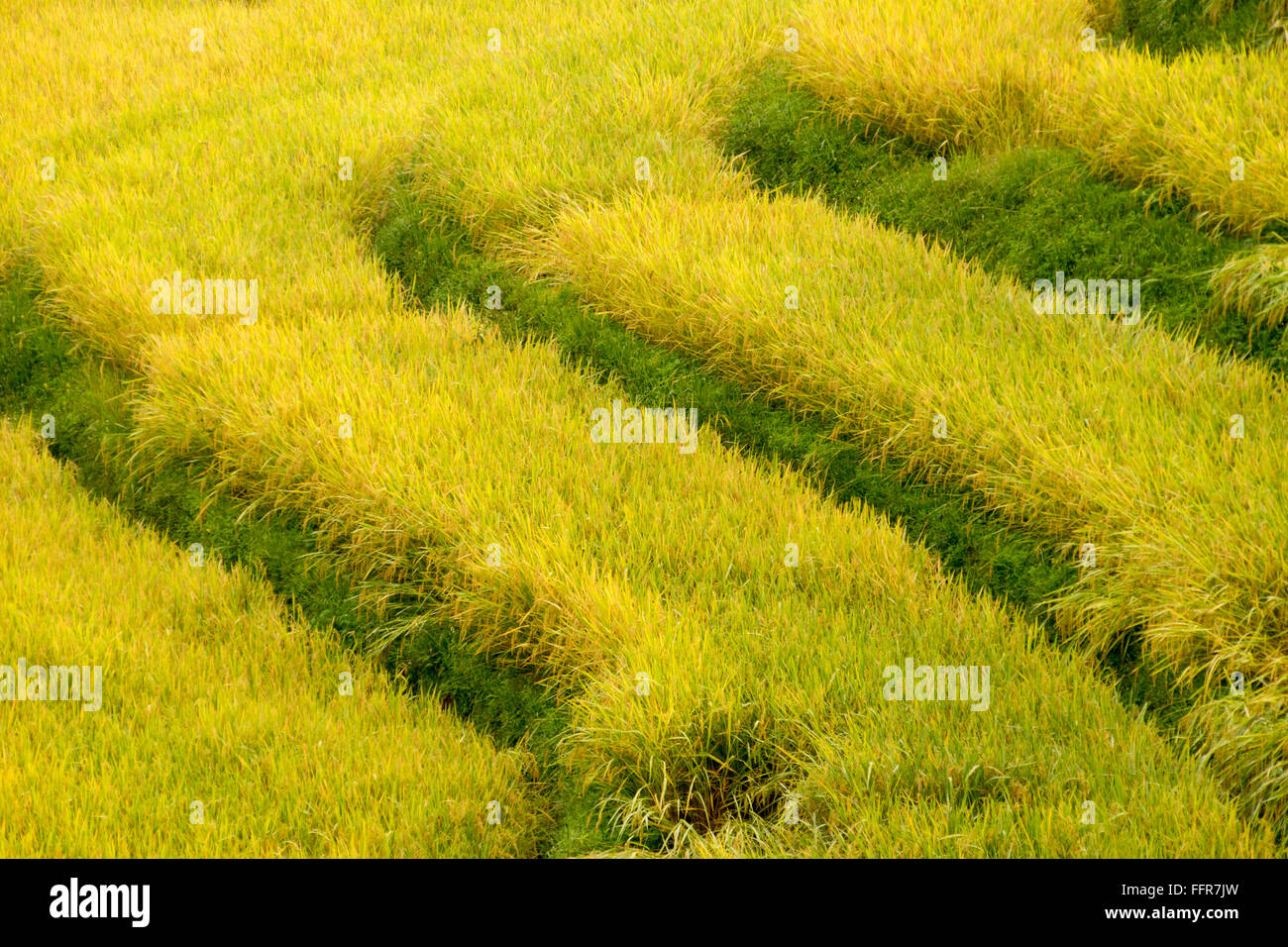 gold rice filed and ear of rice Stock Photo - Alamy