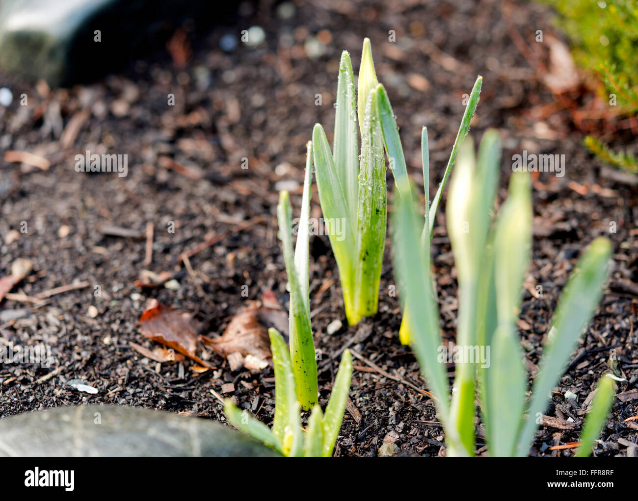 New Born, New Life- spring is just around corner! Stock Photo - Alamy