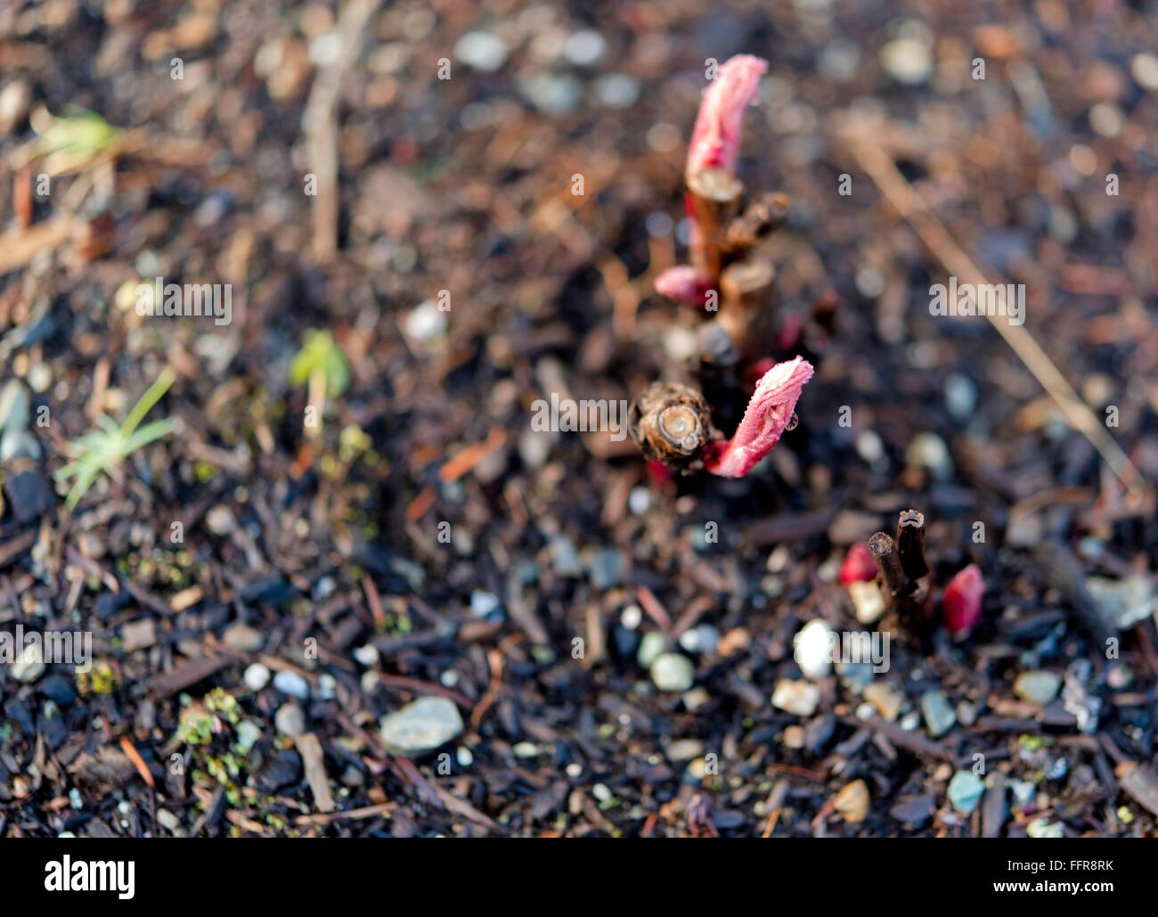 New born, New life - spring is coming now! Stock Photo - Alamy