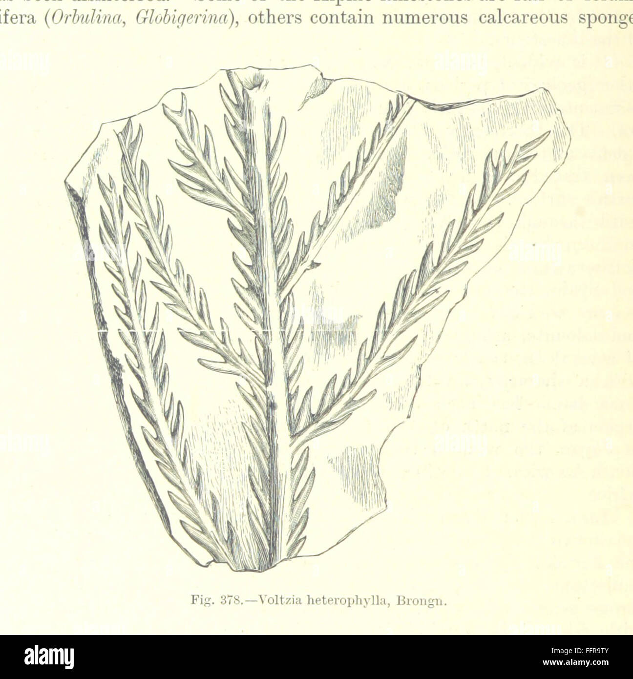 This third edition of a comprehensive geology textbook offers detailed ...