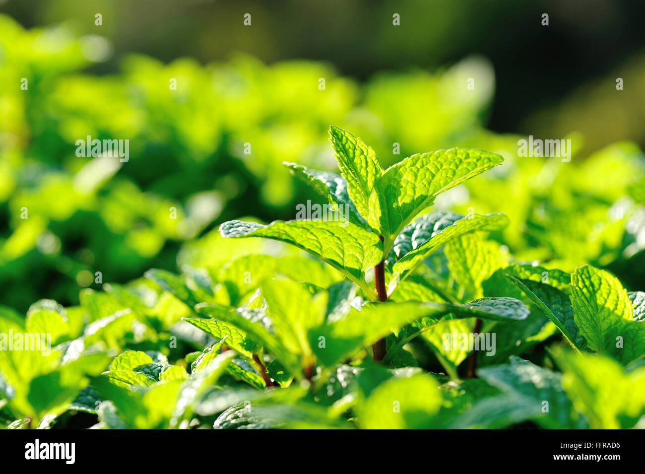 green mint crops in growth at garden Stock Photo - Alamy