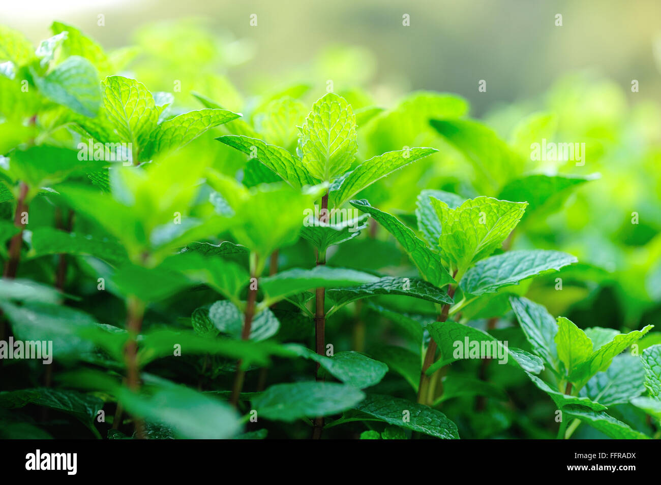 green mint crops in growth at garden Stock Photo - Alamy