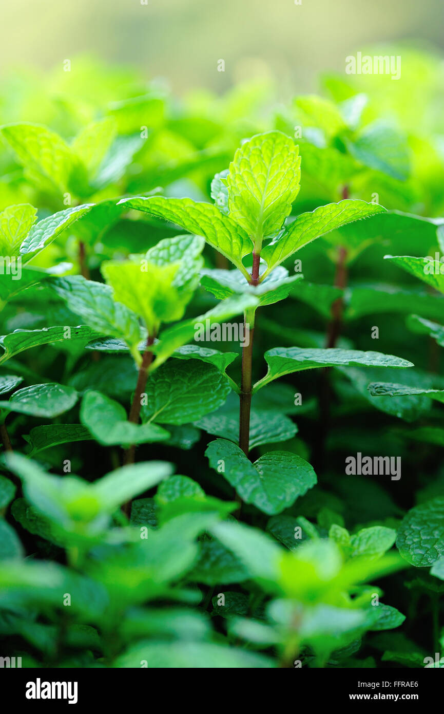 green mint crops in growth at garden Stock Photo - Alamy