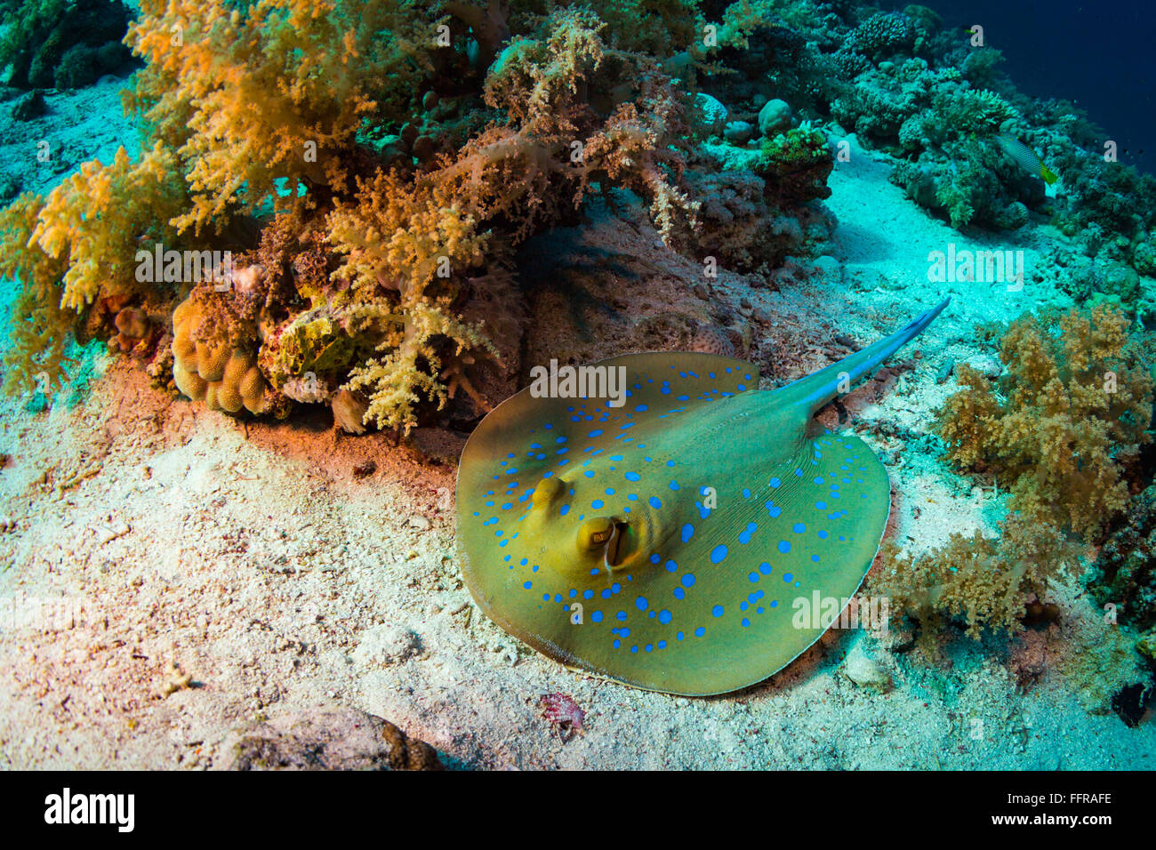 Ocean floor coral hi-res stock photography and images - Alamy
