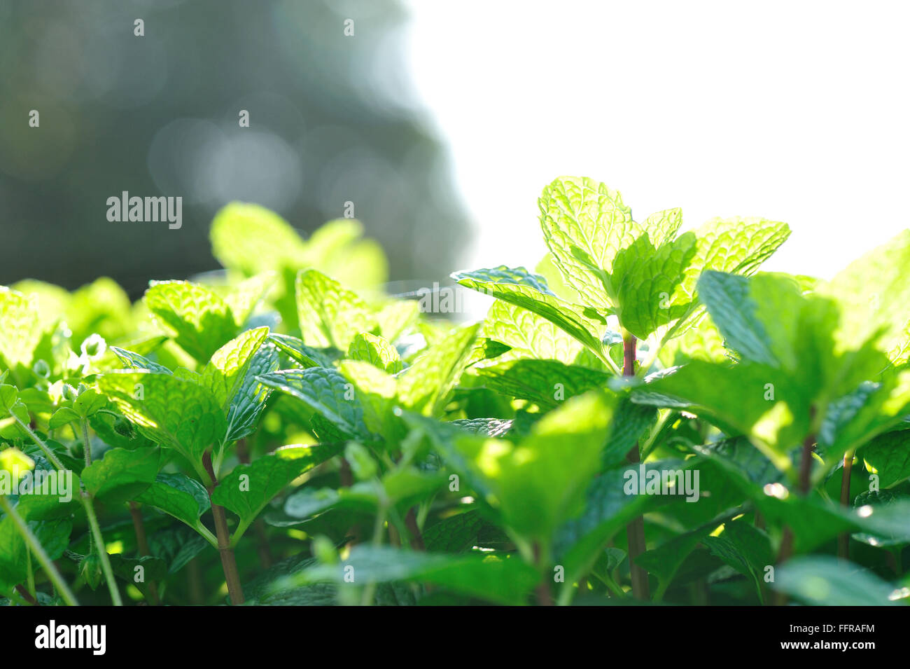 green mint crops in growth at garden Stock Photo - Alamy