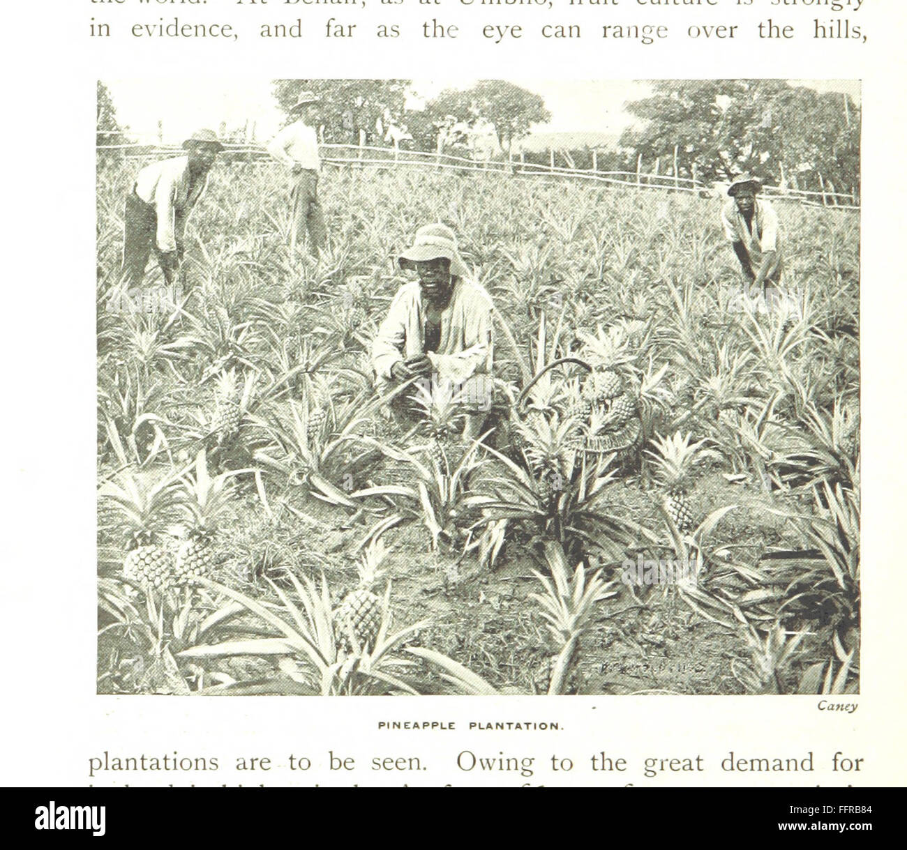 A photograph from 'The Colony of Natal', an illustrated handbook and ...