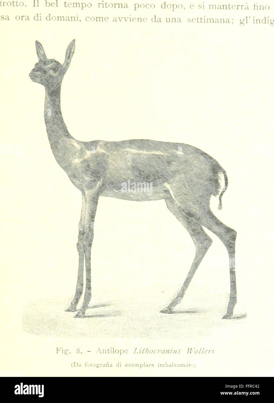 'Viaggi di scoperta nel cuore dell'Africa' documents an exploration of ...