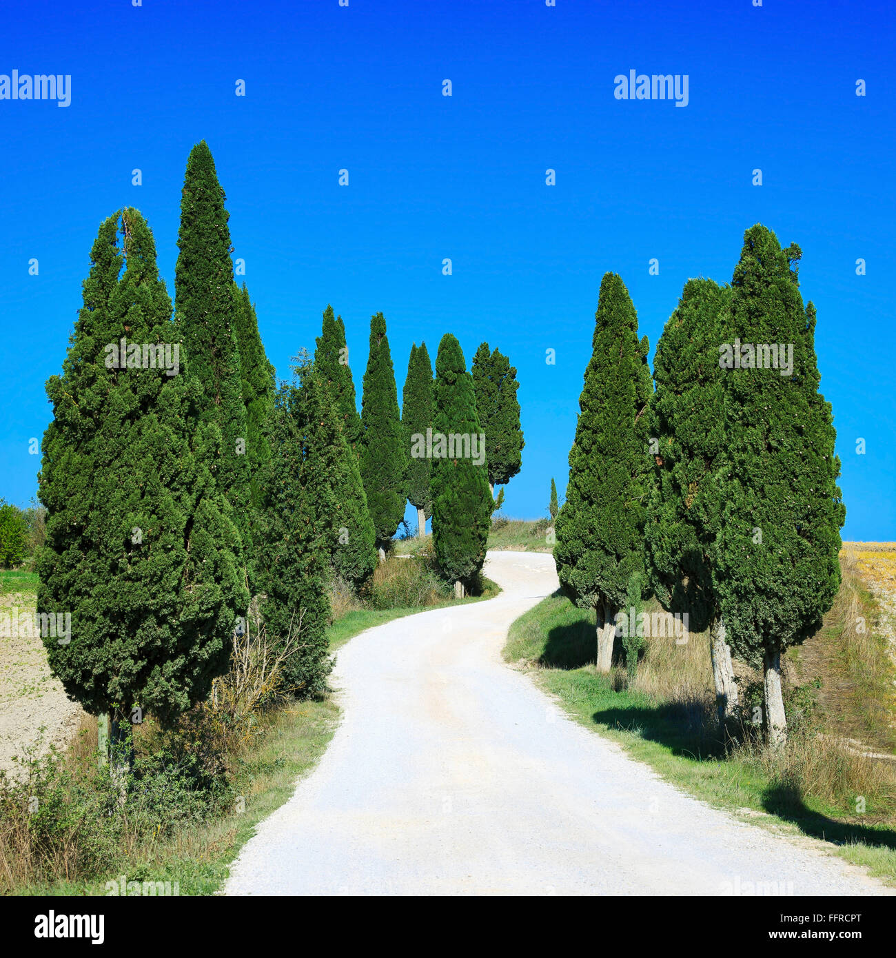Cypress Trees rows and a white curved road rural landscape in Crete ...