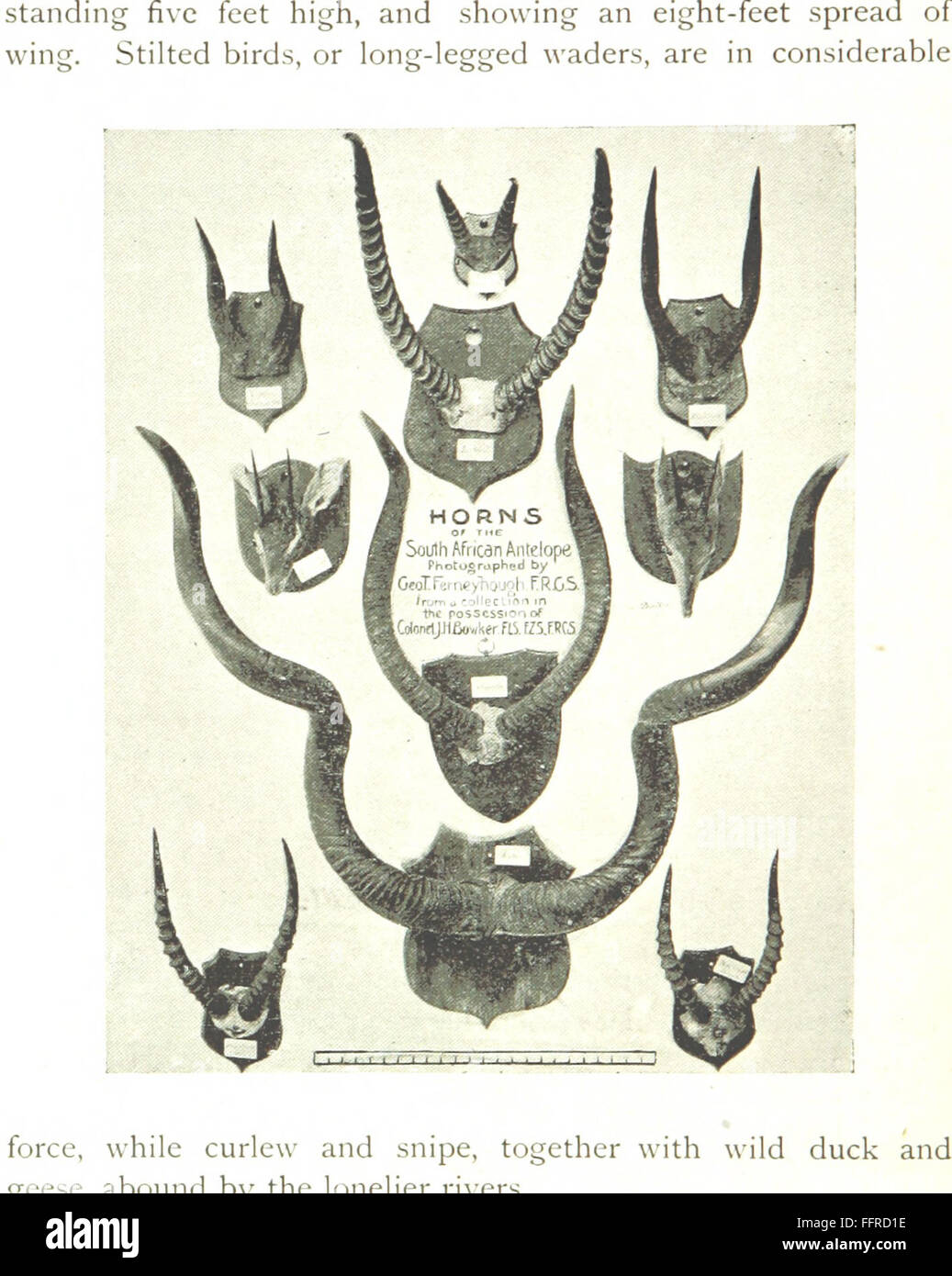 This illustrated handbook provides a detailed guide to the colony of ...