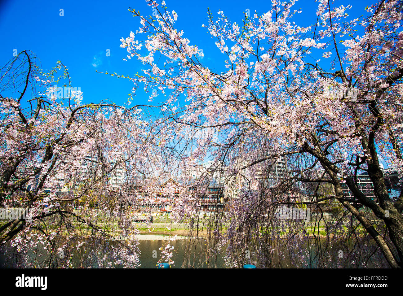 Kyoto, Japan - July, 12 : The perspective view of kyoto stree view as ...