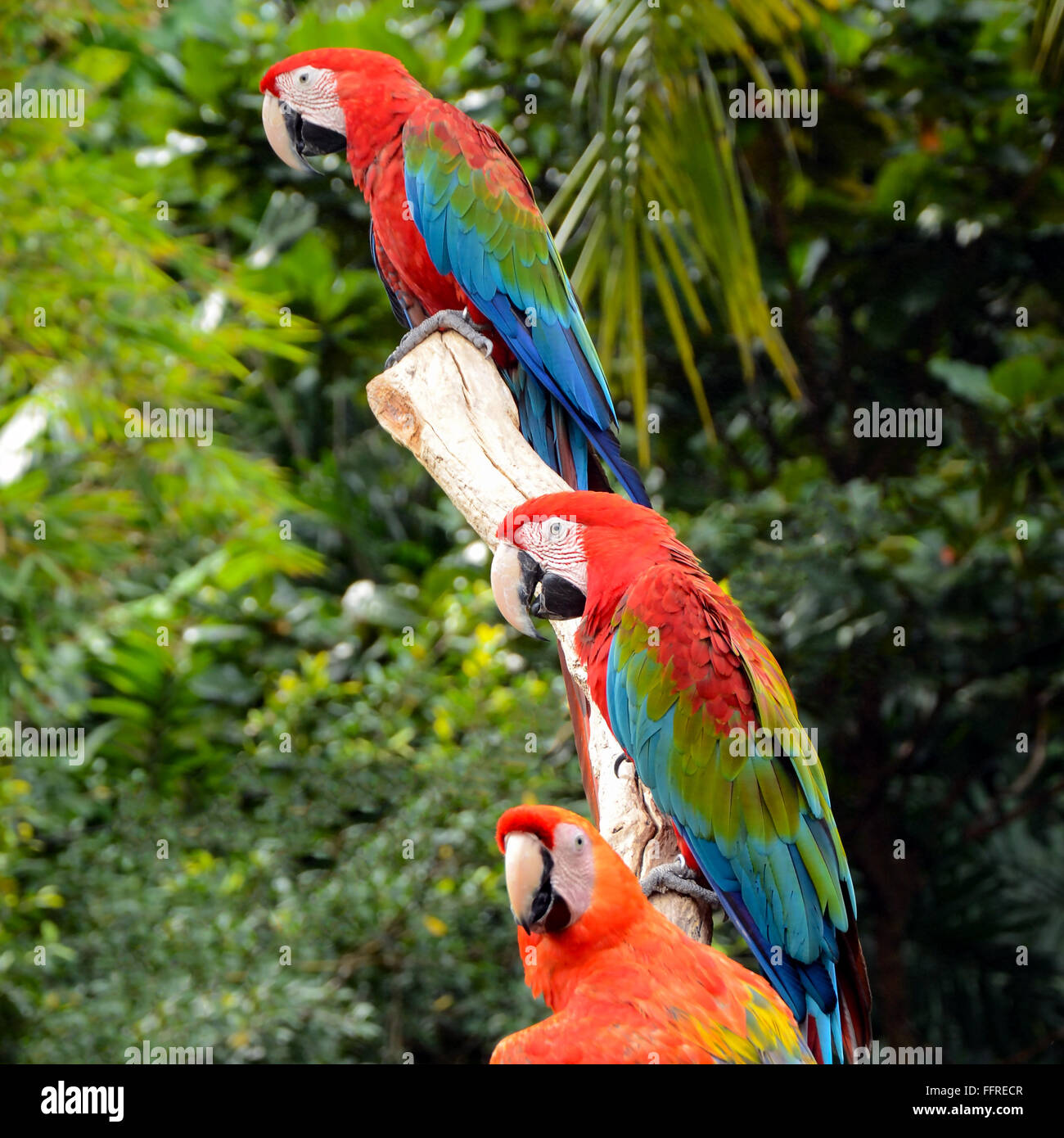 Scarlet macaw (Ara macao) is a large, red, yellow and blue South ...