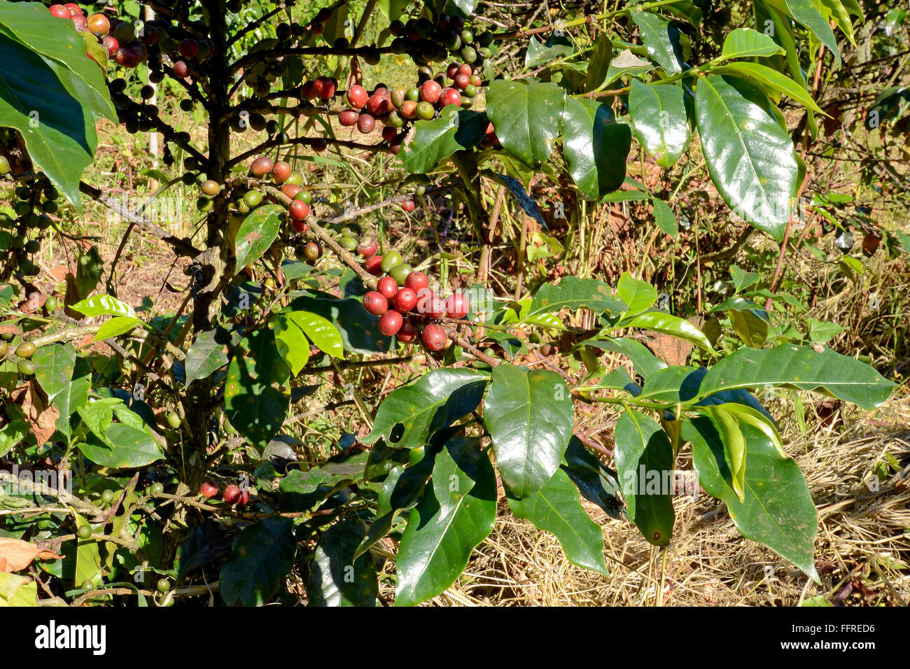 Coffee tree with coffee cherry in plantation field Stock Photo - Alamy