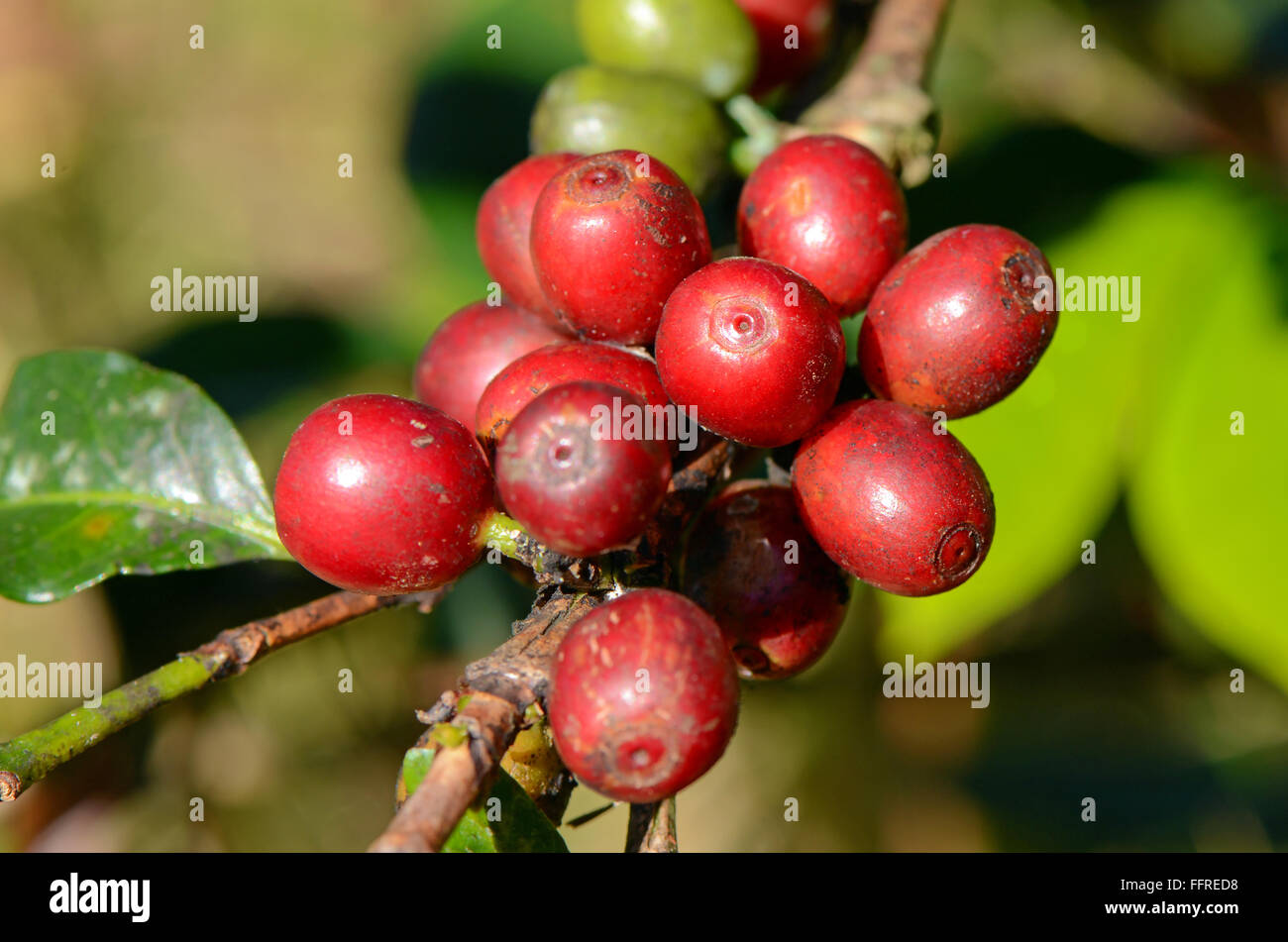 Coffee plantation brazil hi-res stock photography and images - Alamy