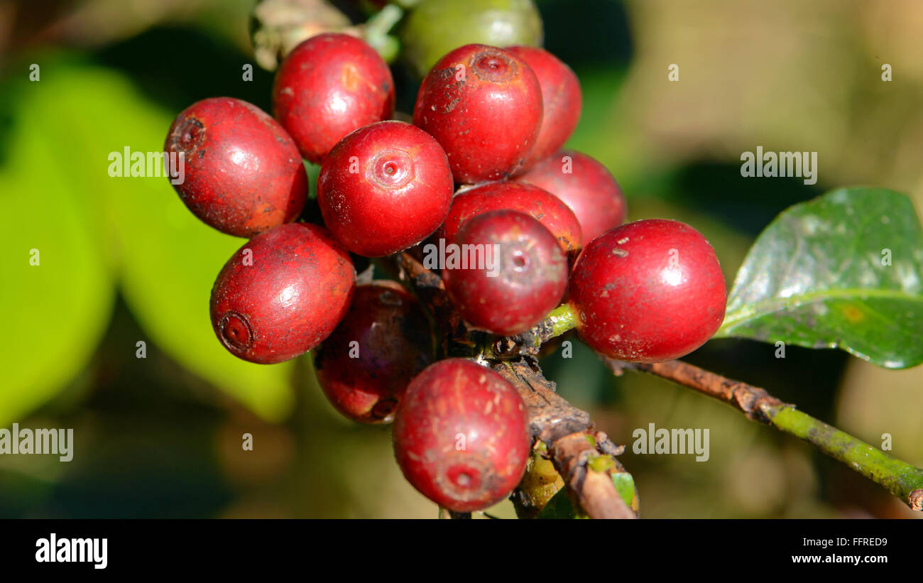 Coffee tree with coffee cherry in plantation field Stock Photo - Alamy