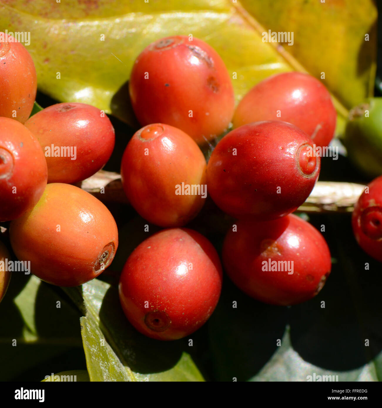 Coffee tree with coffee cherry in plantation field Stock Photo - Alamy