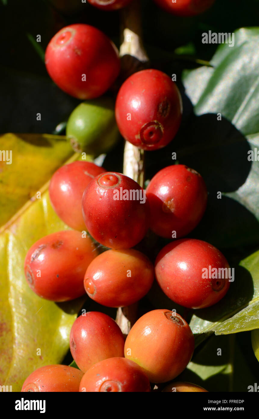 Coffee tree with coffee cherry in plantation field Stock Photo - Alamy