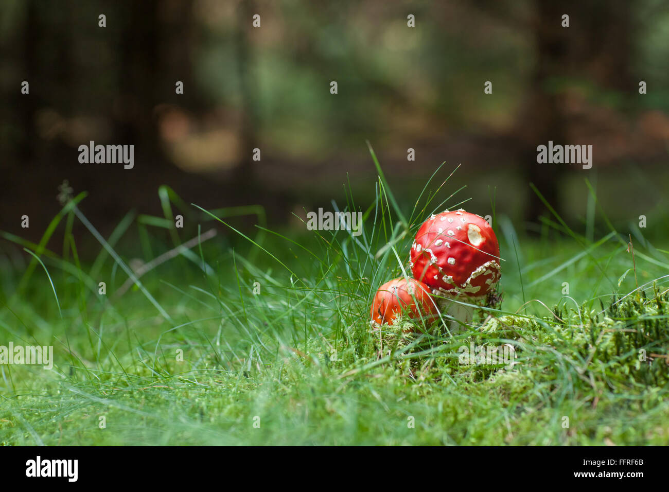 Poisonous Amanita mushrooms in the forest Stock Photo - Alamy