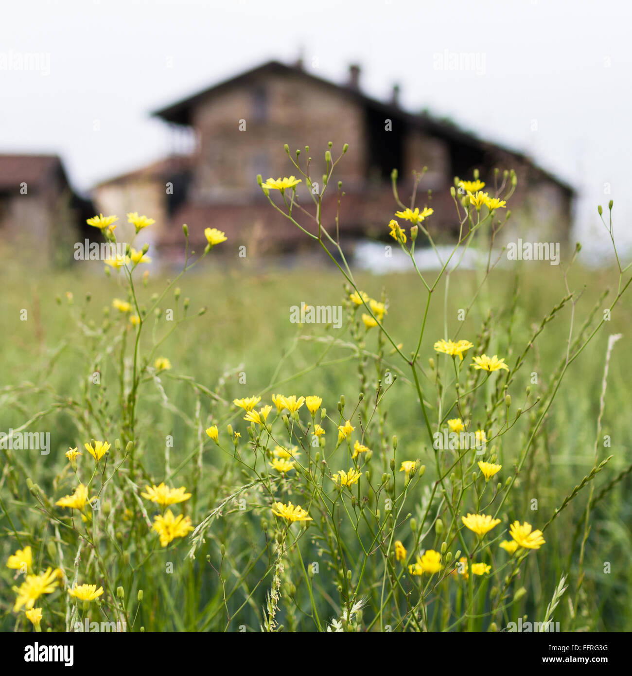 Yellow farm house hi-res stock photography and images - Alamy